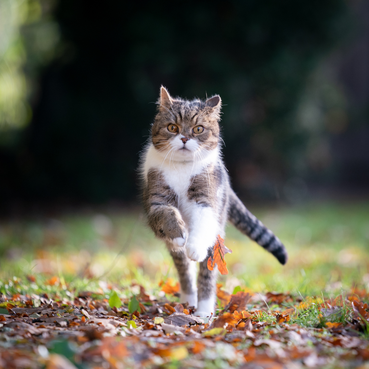 Pâtée pour chat sans céréales : une alimentation naturelle et hautement ...